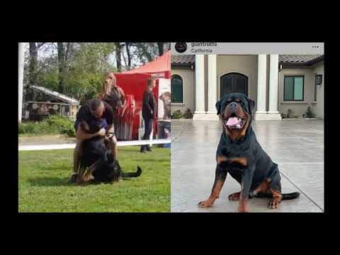 Biggest Serbian Rottweiler Wins World Championships Doctor Timit Tor ...