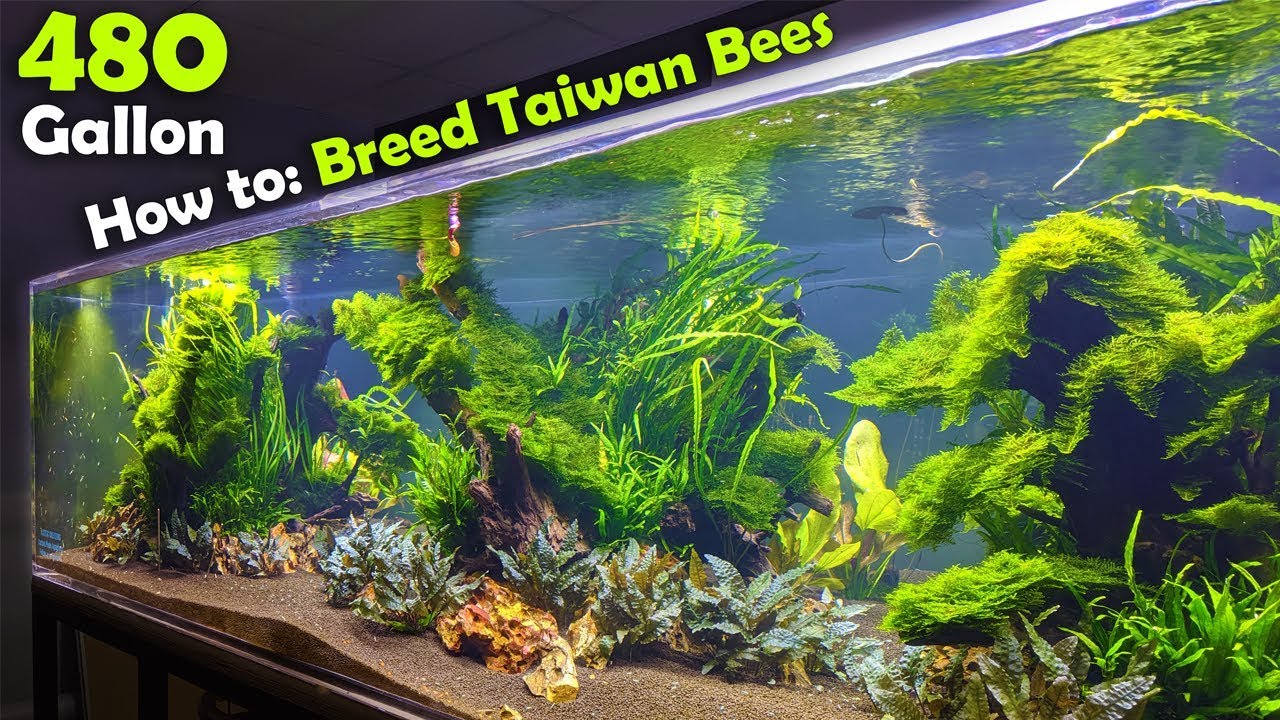Our Secret to Breeding Taiwan Bees in Our 480 Gallon Aquarium - YouTube
