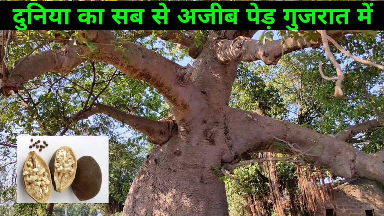 baobab tree || baobab tree in india || Adansonia Digitata ...