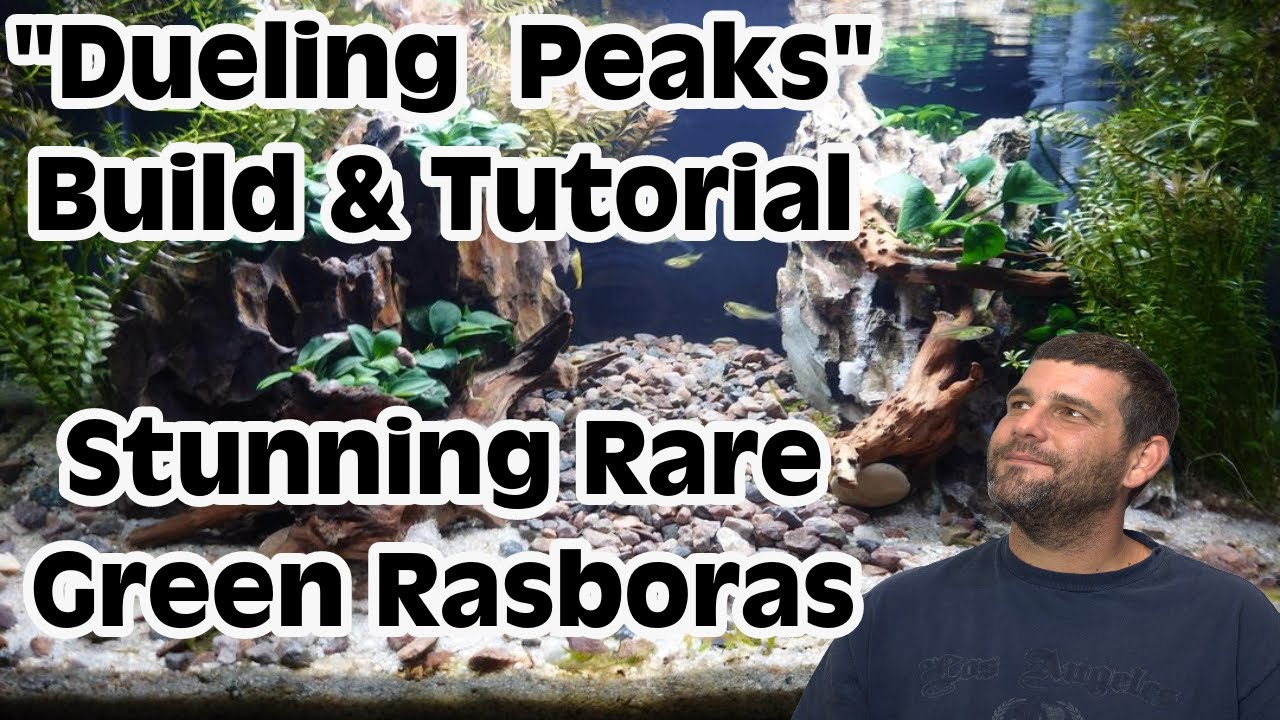 Dueling Peaks Aquascape: Rare Rasboras And Mesmerizing Hardscape ...