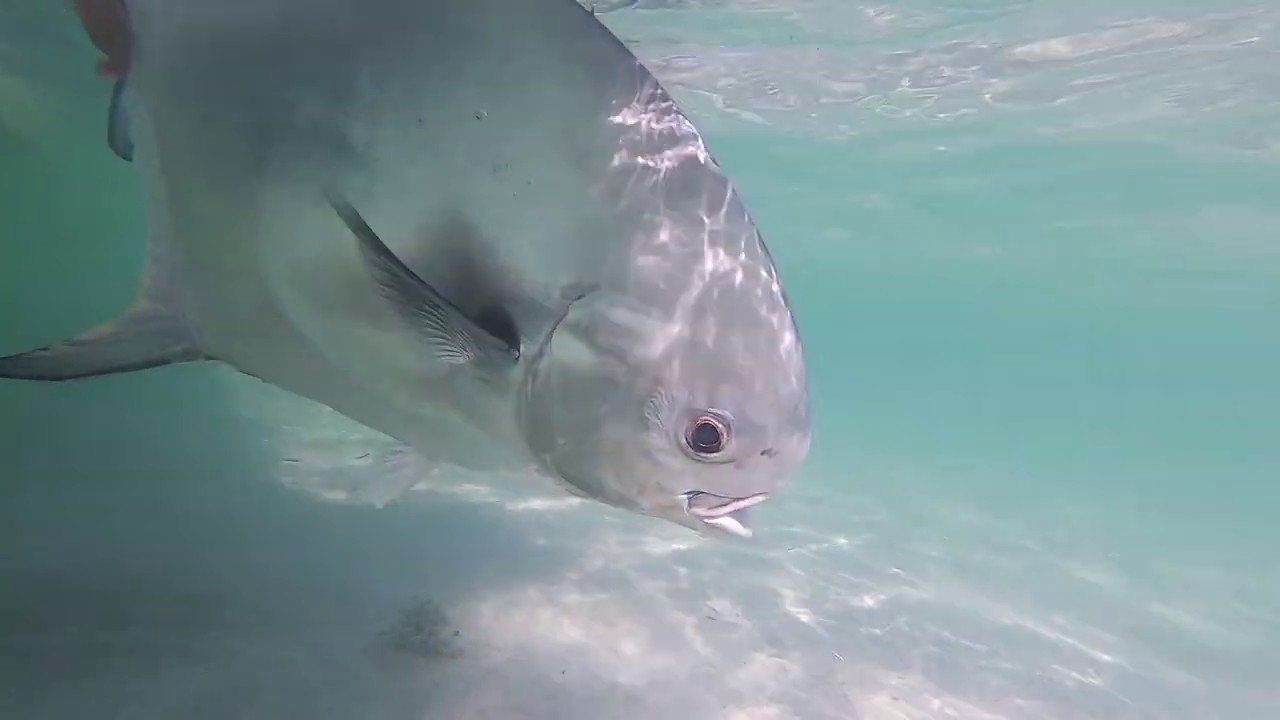 A nice permit from Xcalak... - YouTube