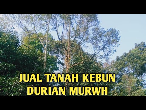 Jual tanah kebun durian sudah berbuah nempel rumah warga dekat penduduk akses motor bisa bikin ...