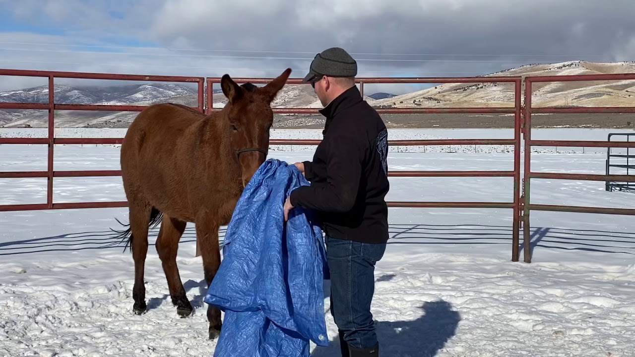 The Dally Diaries Week 3 - YouTube