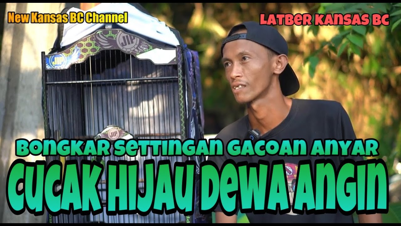 CUCAK HIJAU DEWA ANGIN //BONGKAR POLA RAWATANNYA// - YouTube