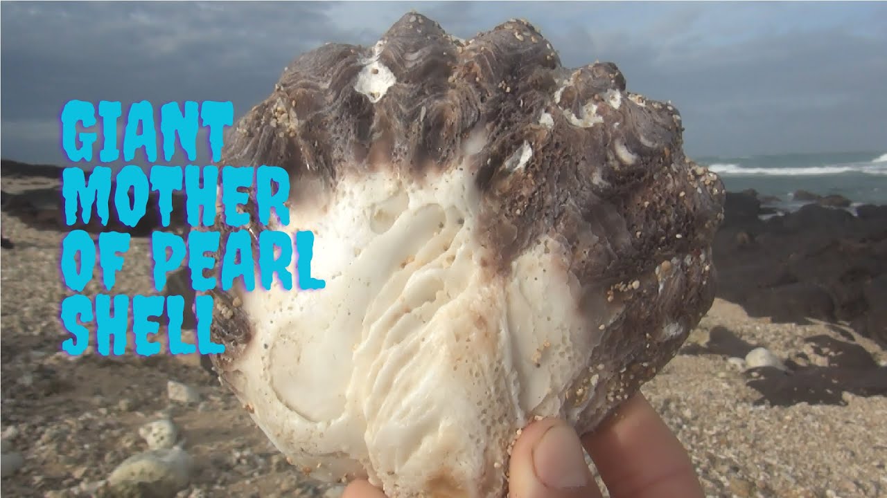 Explore the beach and find a giant mother of pearl shell - YouTube