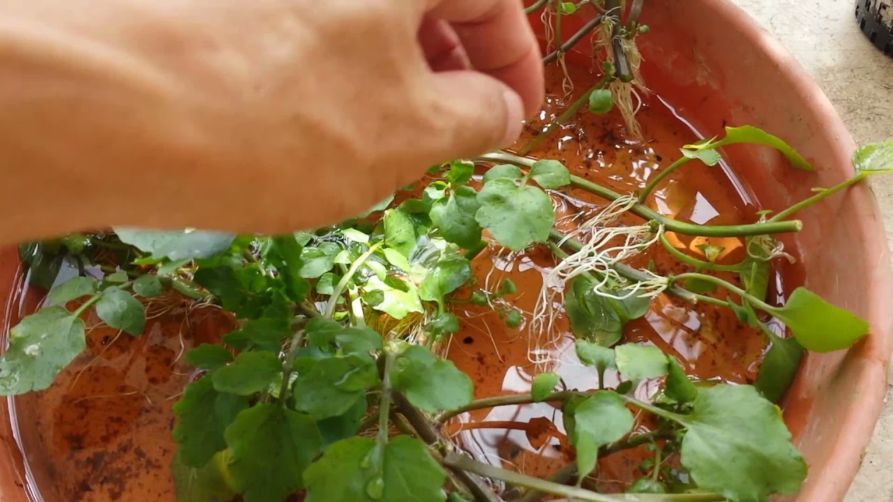 Hydroponics Part 5: Watercress Propagation - YouTube