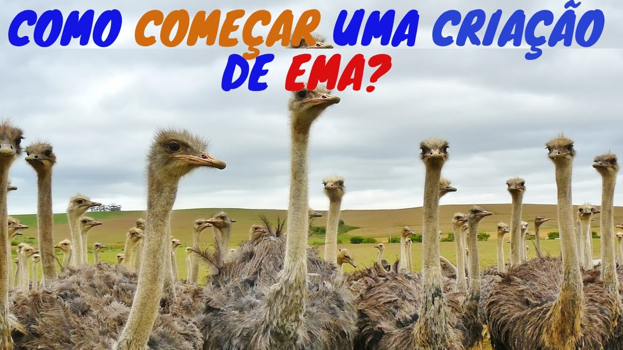Como COMEÇAR uma CRIAÇÃO DE EMA, DICAS PARA CRIAR EMA Gastando pouco ...