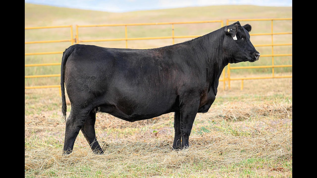 JH S1E2 Heifer Pregnancy EPD - YouTube