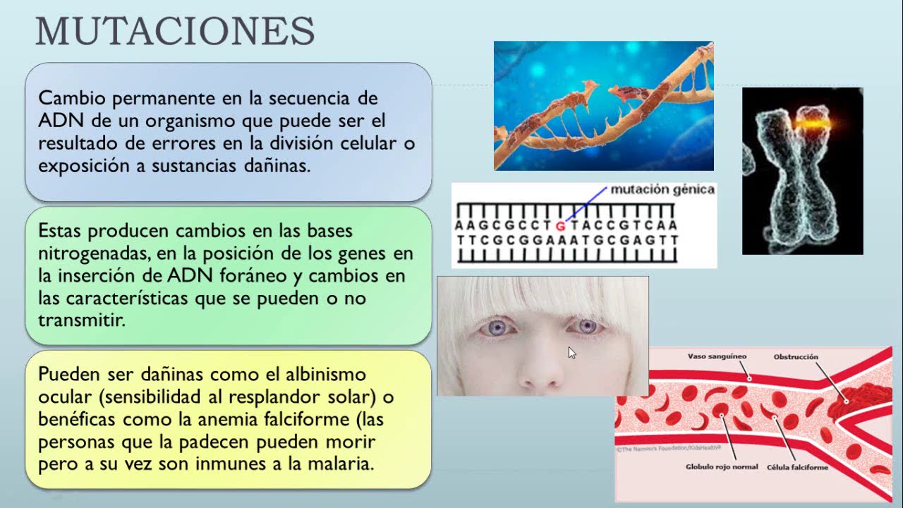 MUTACIONES (biología 11º) - YouTube