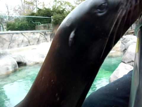 Pet the Sea Lion - YouTube