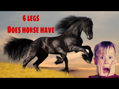How many legs does horse have? Does it have six legs? - YouTube