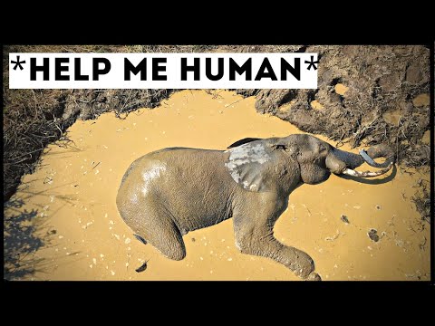 Elephants That Needed Human Help (and people actually help) - YouTube