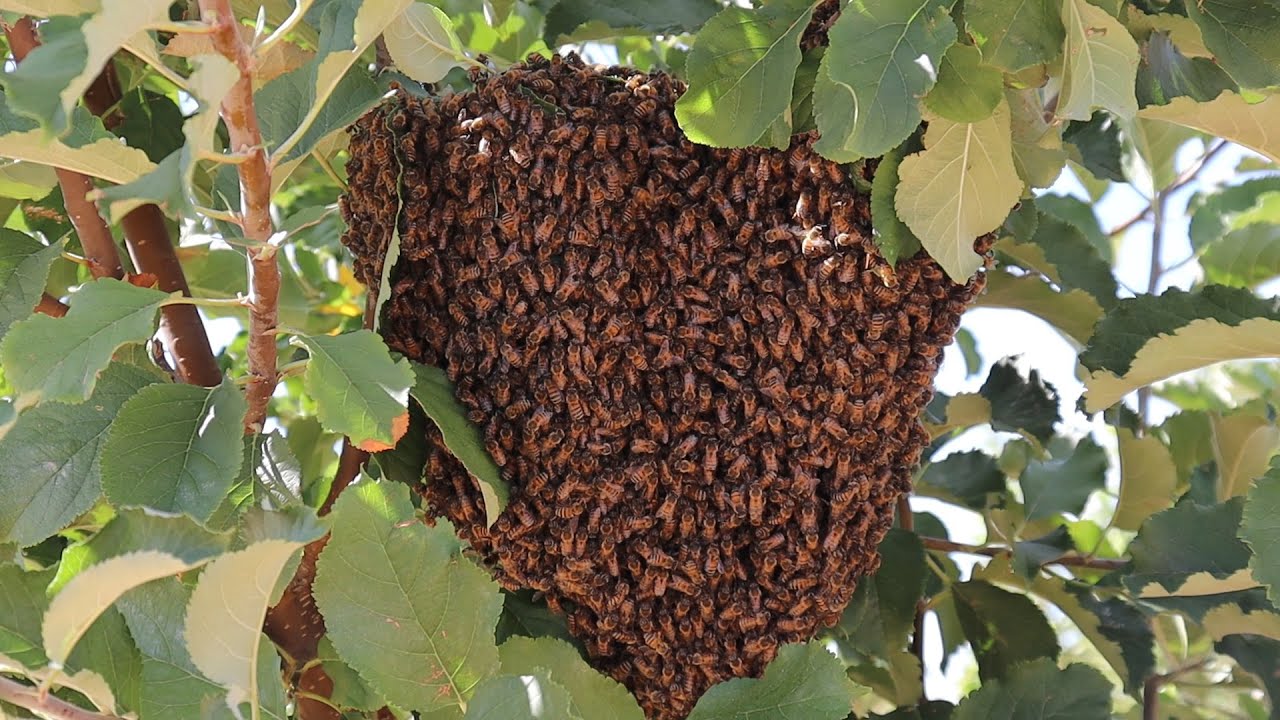 Bees Invade the Farm! | Turkey Coop Build Begins - YouTube