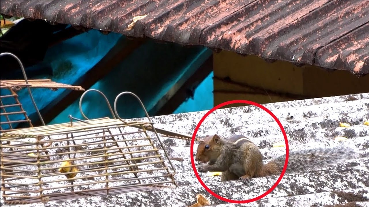 Intelligent Squirrel Escape from the Trap - YouTube