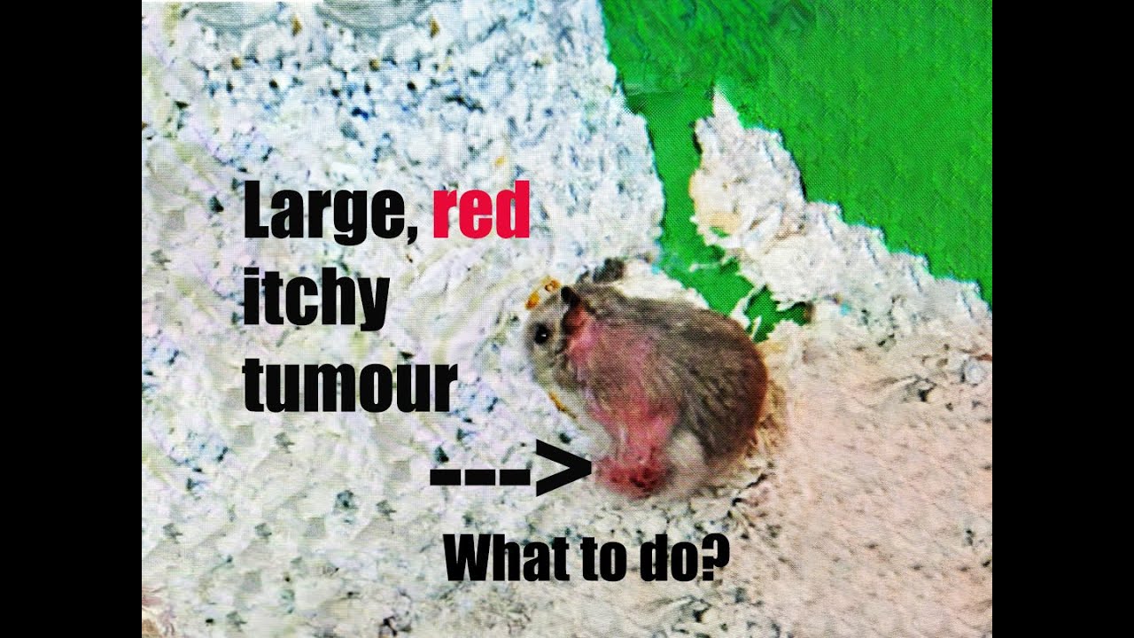 VET CASE STUDY. A Penang dwarf hamster has a fiery red and large itchy ...