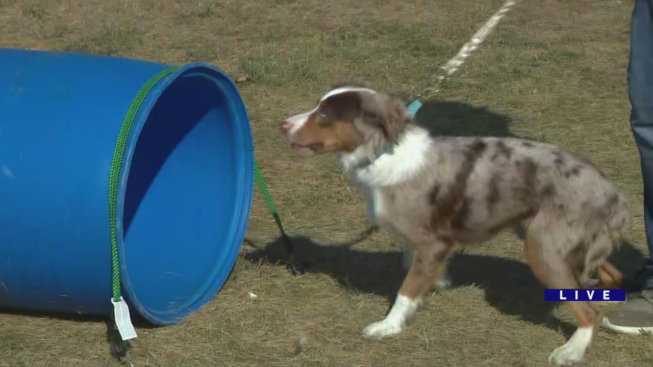 Paws Chicago 5k raises money for adoption center - YouTube