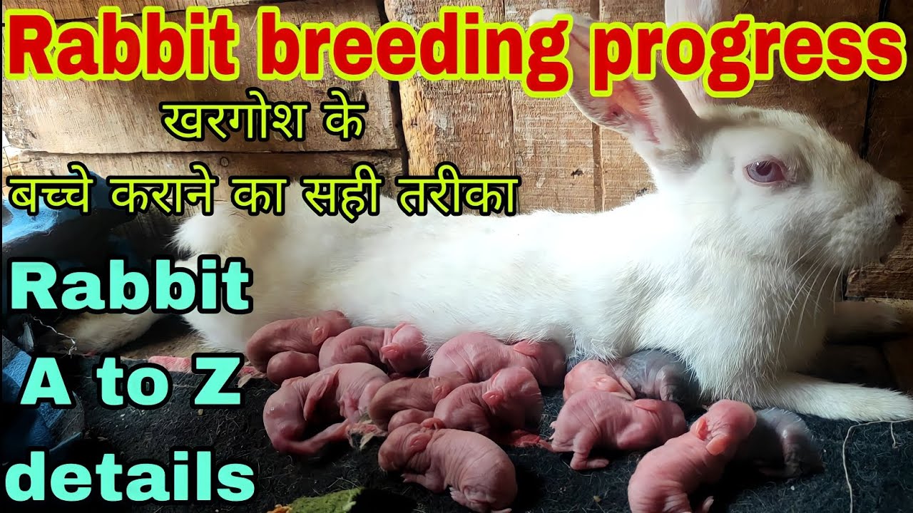 Rabbit breeding progres खरगोश के बच्चे कराने का सही तरीका Rabbit A to Z ...
