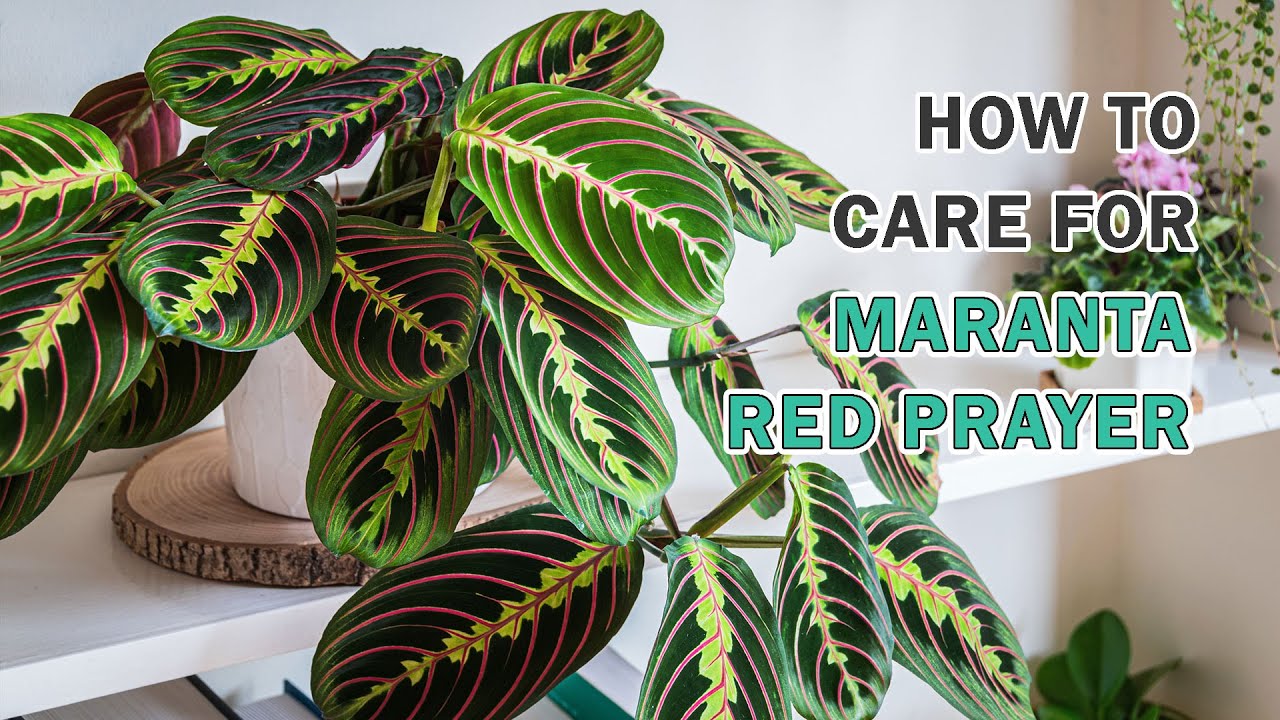 How to care for Maranta Red Prayer - YouTube