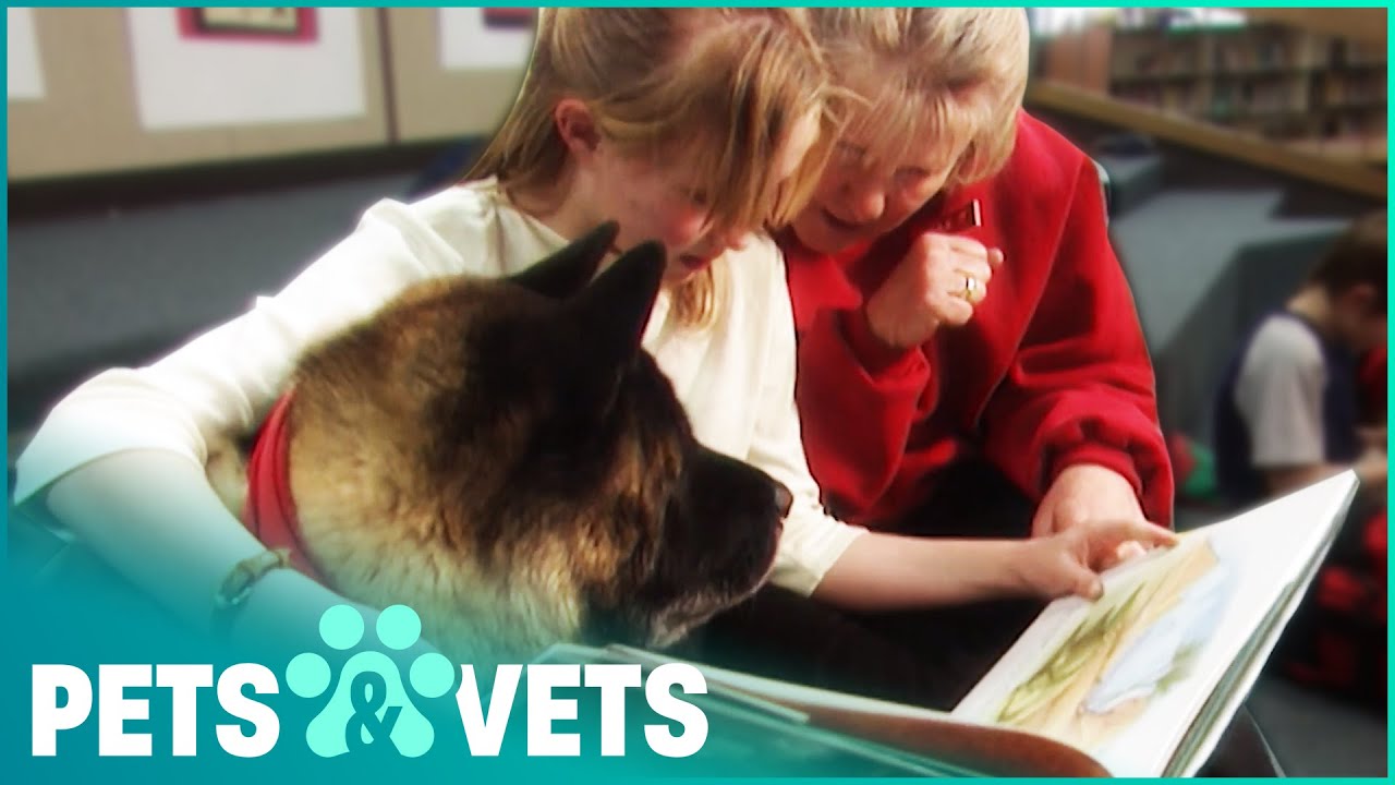 Patient Therapy Dog Helping Kids Read! | Dogs with Jobs - YouTube