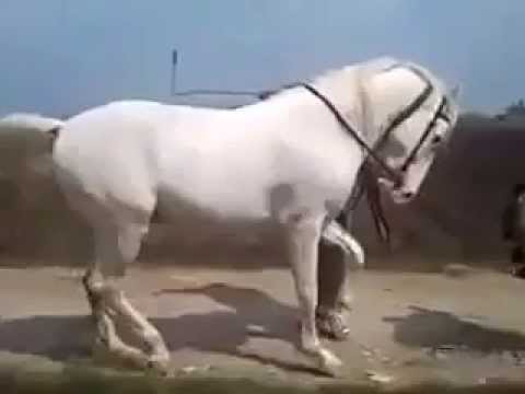 Davul Eşliğinde Ritim Tutan At :)
