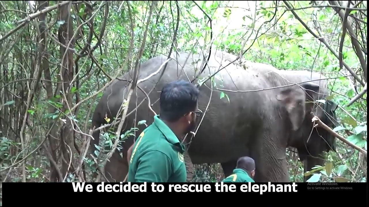 The poor elephant was trapped in the forest | Cute Animals - YouTube