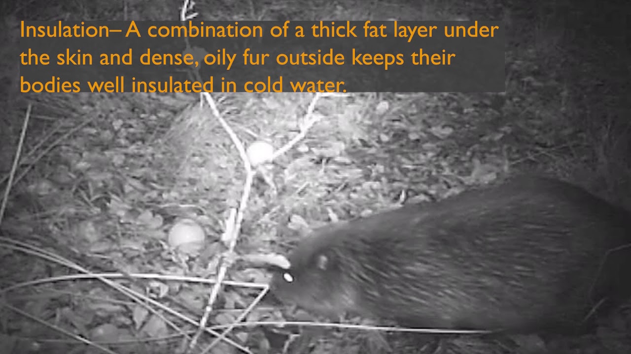 Beaver Anatomy - YouTube