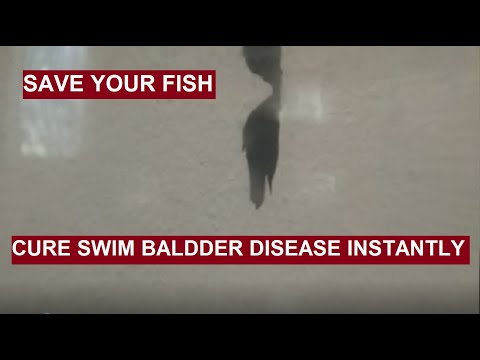 How to Cure SWIM BLADDER DISEASE in fish easily?