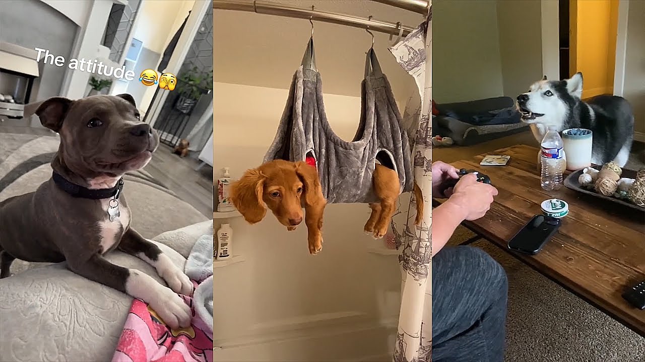 Really Weird Things Dogs Actually Do 🤦‍♂️ - YouTube