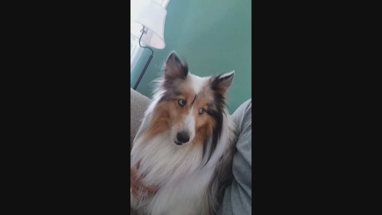 PureBred Sheltie Dog With Blue Eyes - YouTube