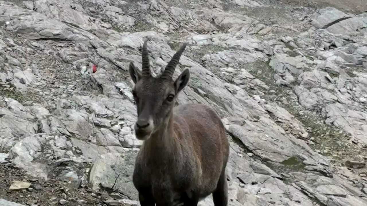 Cabra montesa (íbice) - Parque Nacional del Monte Rosa - YouTube