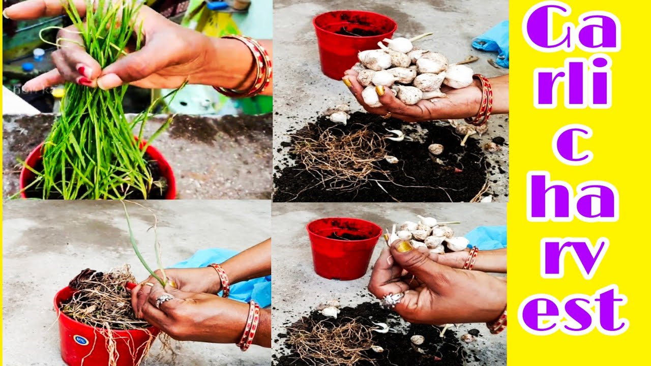lahsun ki harvesting | garlic harvesting at home | Rosun chas tobe ...
