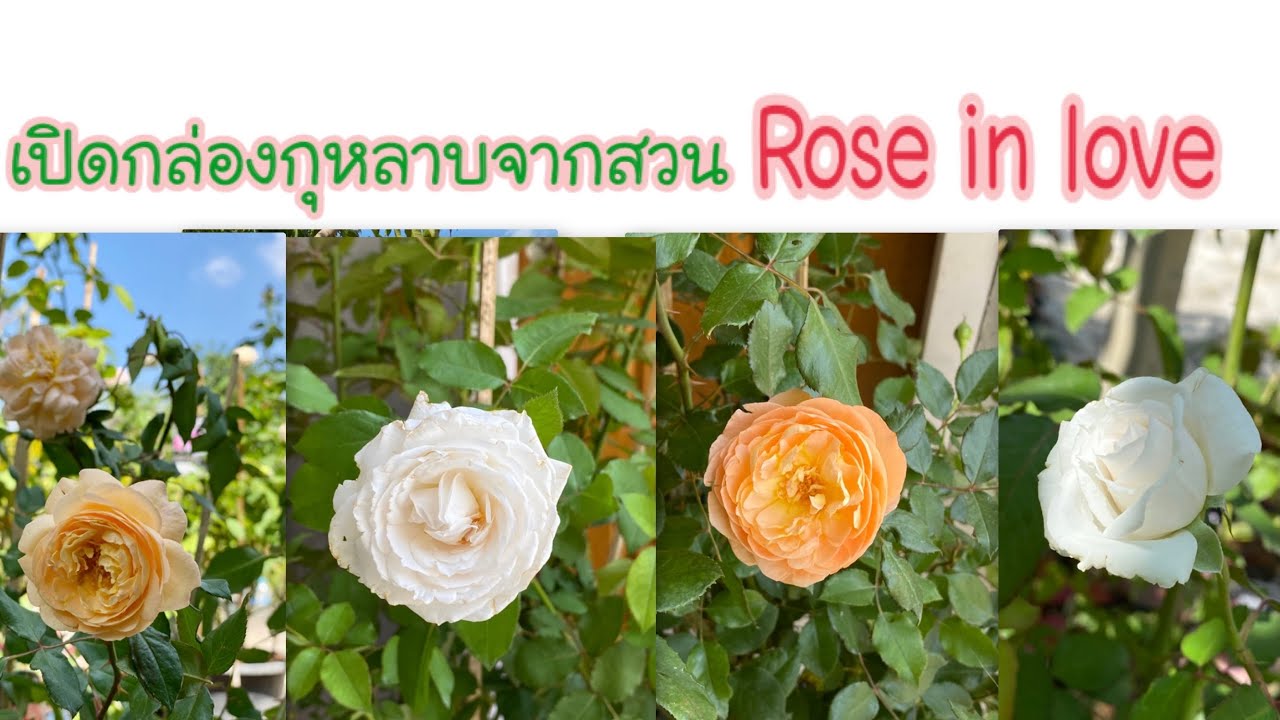 กุหลาบพุ่มใหญ่มาก จากสวน Rose in love | Creed , Robin - YouTube