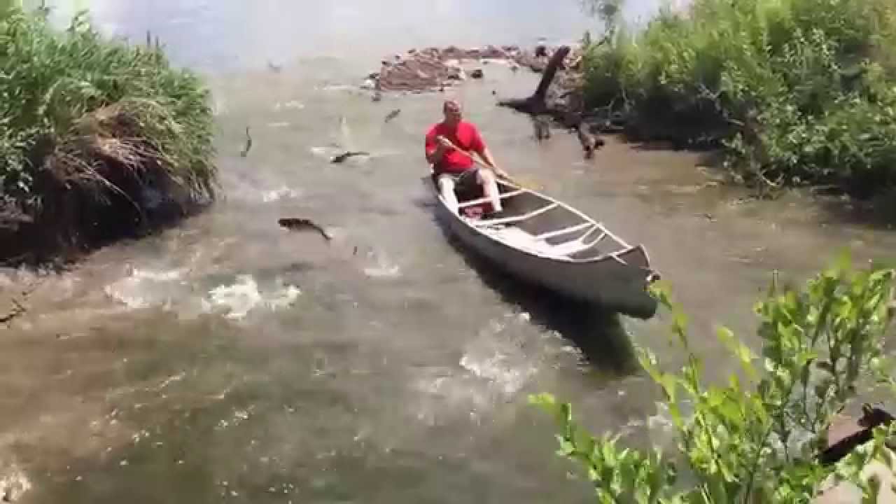9 Jumping Carp Caught In Canoe - YouTube