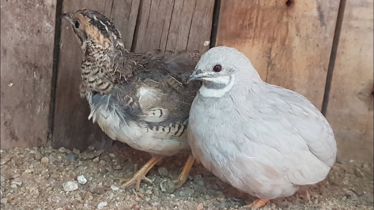 Filhotes de Codornas Chinesa/ Codorna chinesa chocando - YouTube