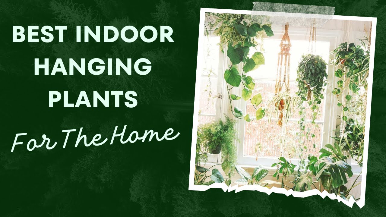 Best Indoor Hanging Plants For The Home |BIOLOGY|BIODIVERSITY|BOTANY ...