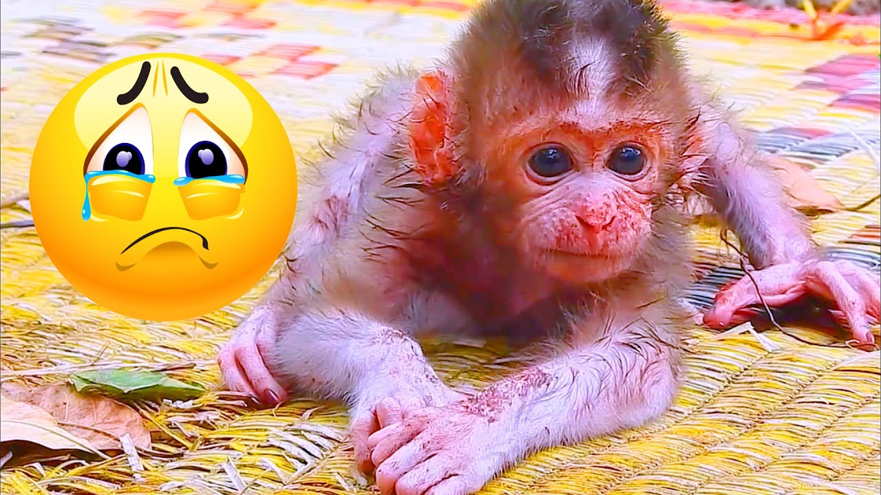 Pitiful, the newborn baby is staring into the eyes, confirming that he ...