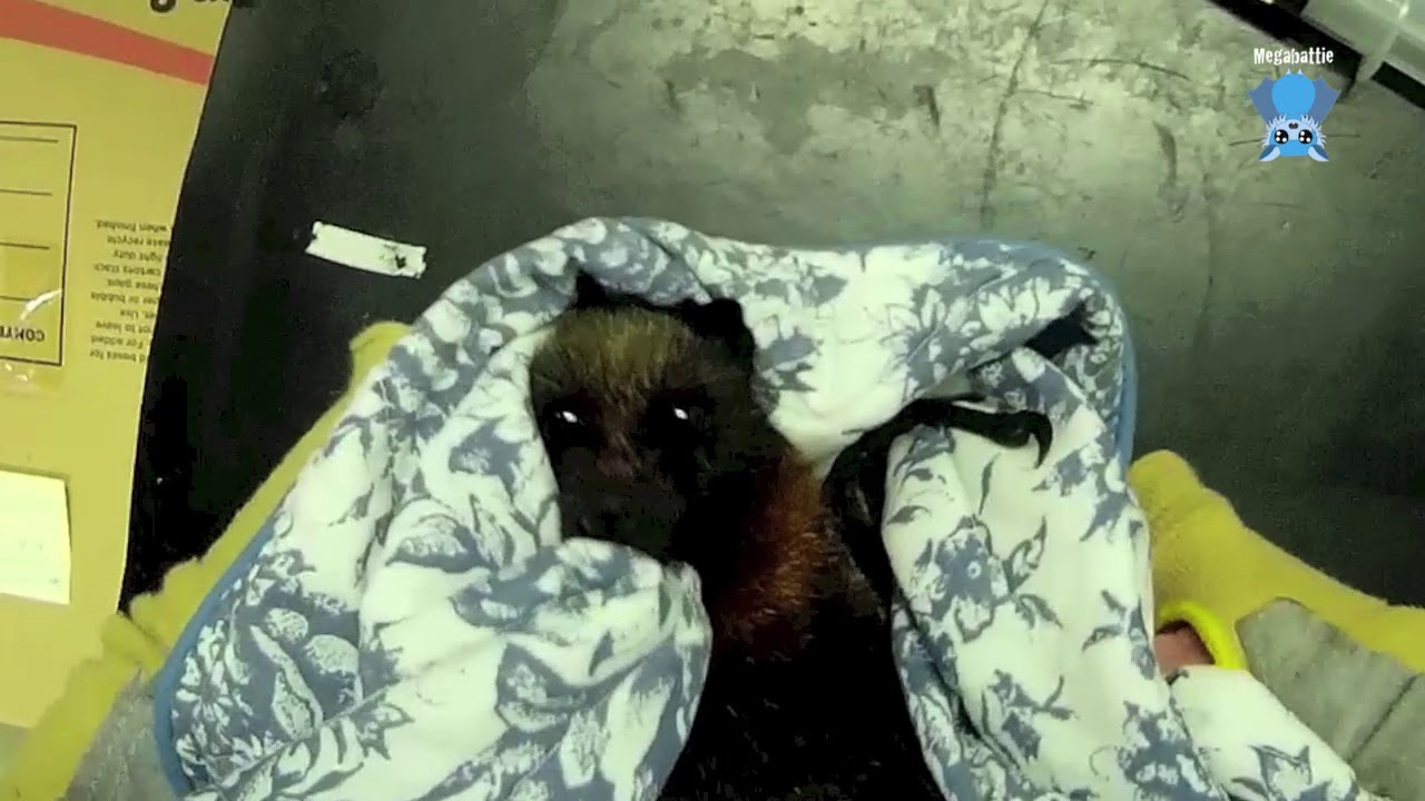 Rescuing a flying-fox who has been dropped off to a vet: this is Baba ...