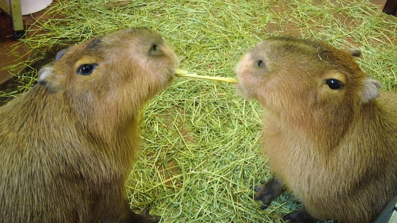 Adorable Capybara Cafe in Japan 😍 Capybara Land PUIPUI Yokohama - YouTube