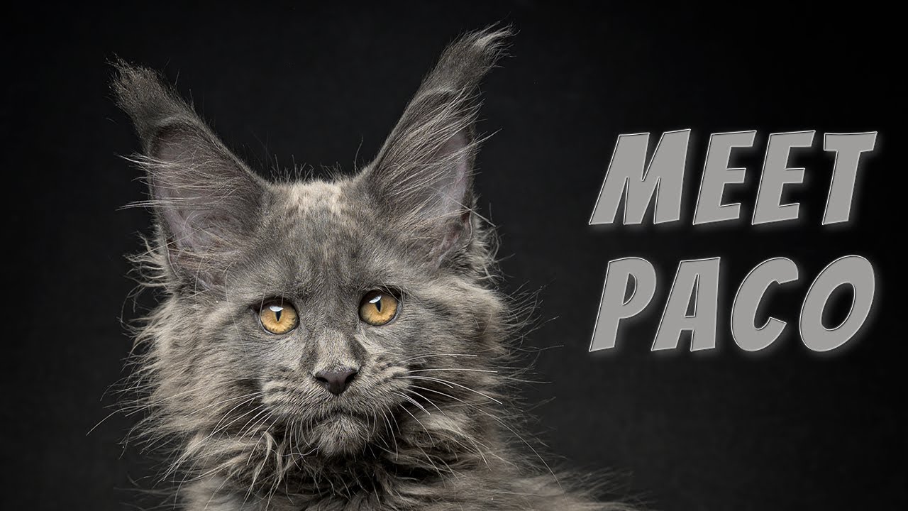 Meet PACO | Maine Coon kitten with extreme ear tips. - YouTube