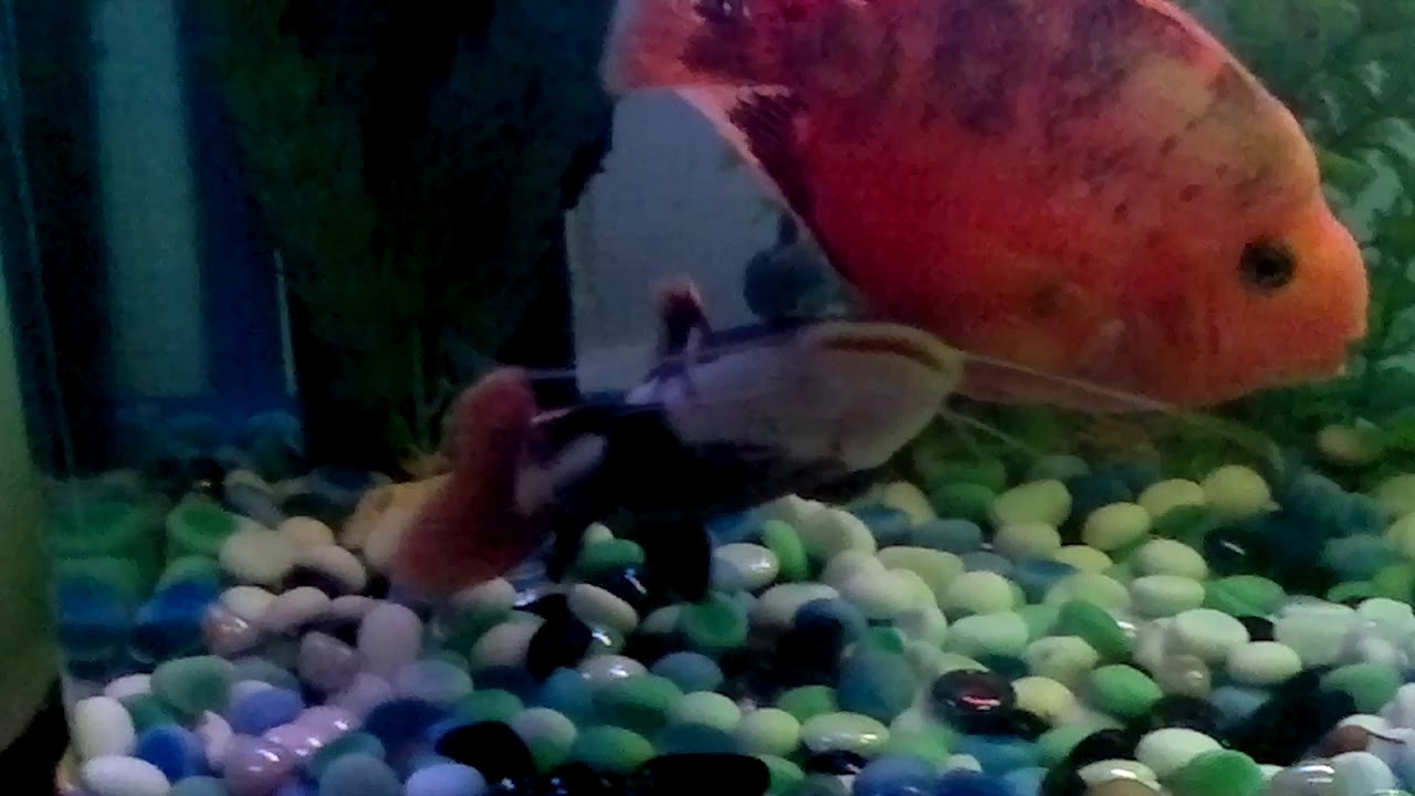 parrot fish 6 - YouTube