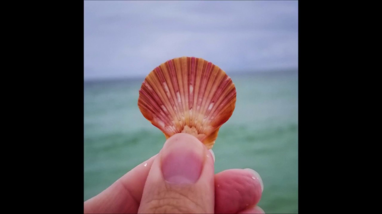 Quick snorkeling session for shells on Navarre Beach! *VIRTUAL SHELLING ...