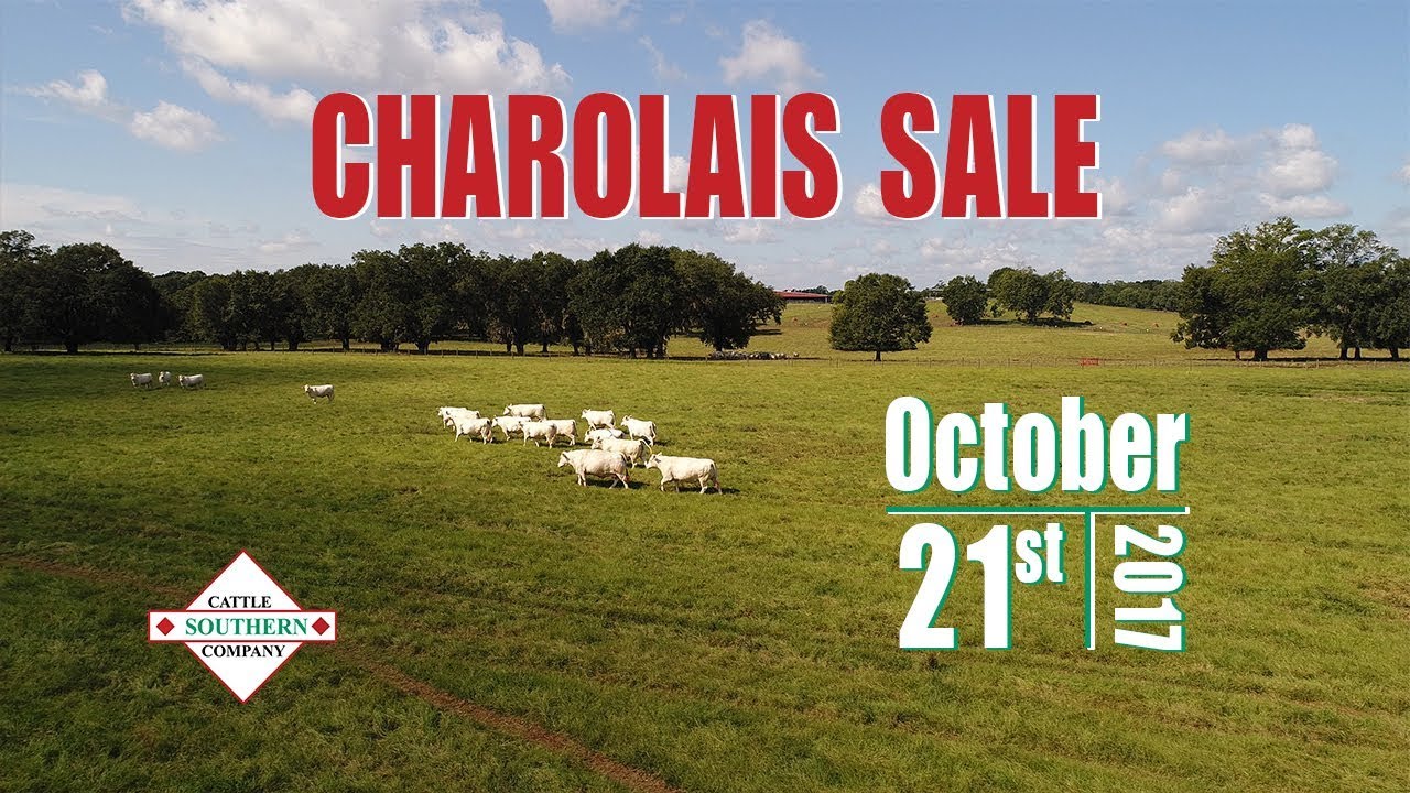 Southern Cattle Company Charolais Sale, October 21st, 2017! - YouTube