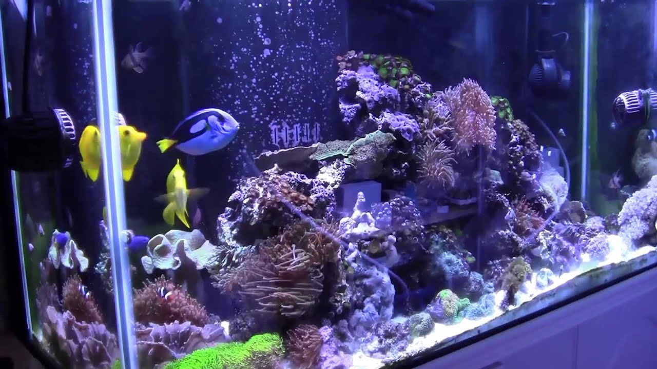 90 Reef Glass Tank Reef Ready Petland - YouTube