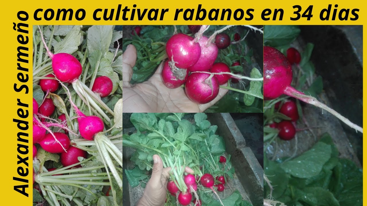 como cultivar rábanos paso a paso desde la siembra hasta la cosecha ...