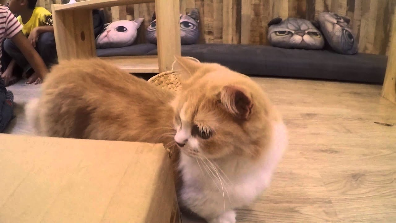 A Visit to a Cat Cafe (Meomi Cafe) - YouTube