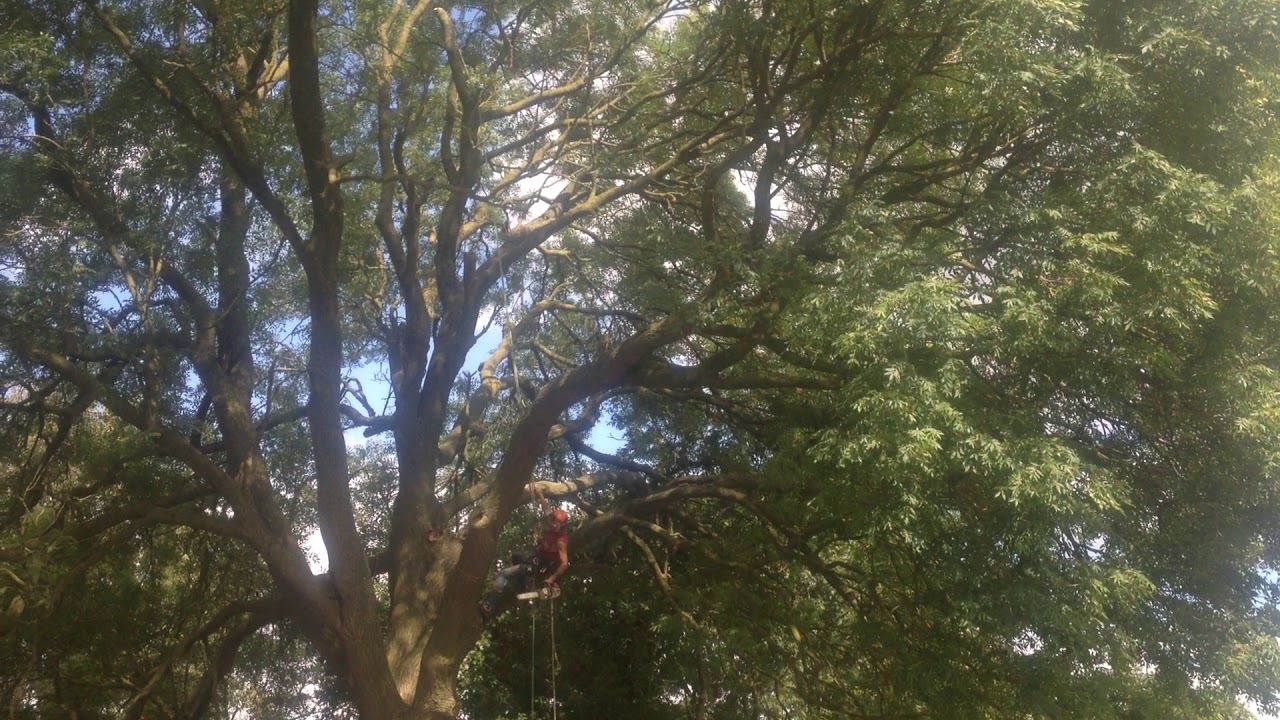 Tree Surgeons Big Ash tree Removal Penkridge 07761537335 - YouTube