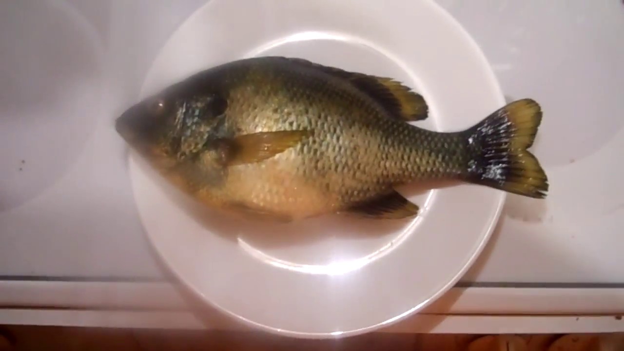 Biggest shell Cracker Ive caught ! - YouTube