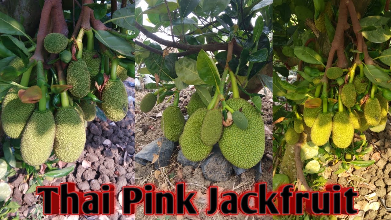 Thai Pink Early All Time Jackfruit has achieved the most success in ...