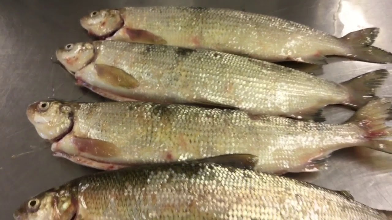 Sik - white common fish - from Orrevatnet 🐟🐟🐟 - YouTube