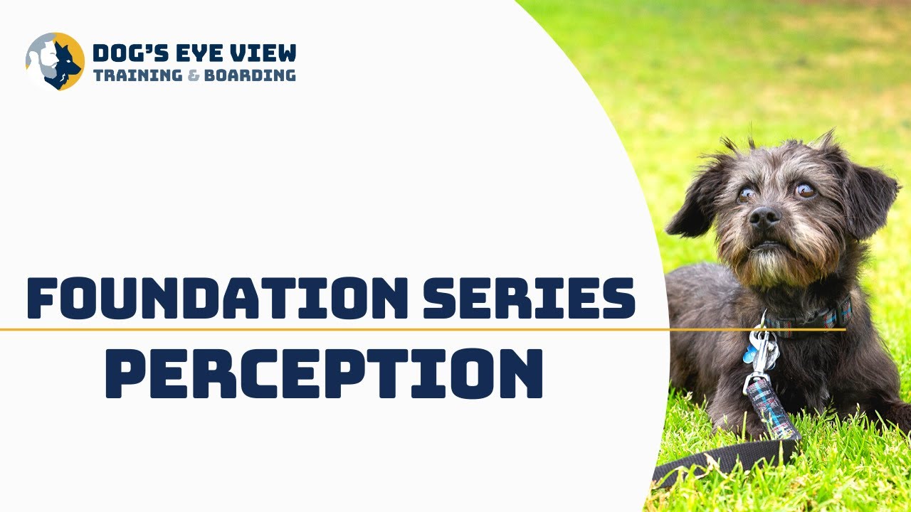Dog's Eye View Training Foundation Series - Perspective - YouTube